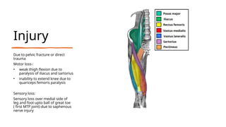 peripheral nerves of lower limb anatomy.pptx