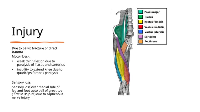 peripheral nerves of lower limb anatomy.pptx