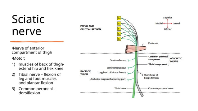 peripheral nerves of lower limb anatomy.pptx