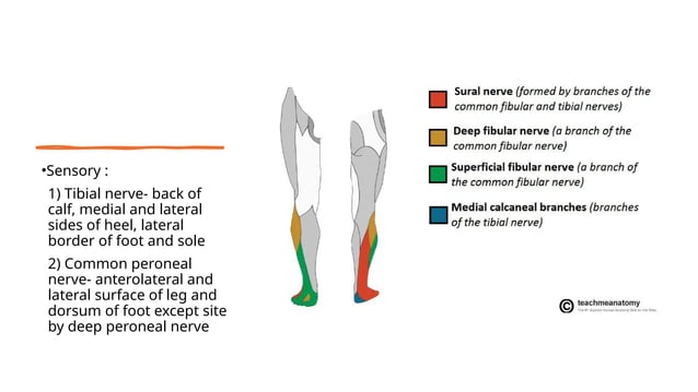 peripheral nerves of lower limb anatomy.pptx