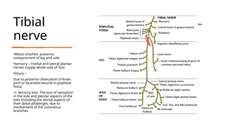 peripheral nerves of lower limb anatomy.pptx