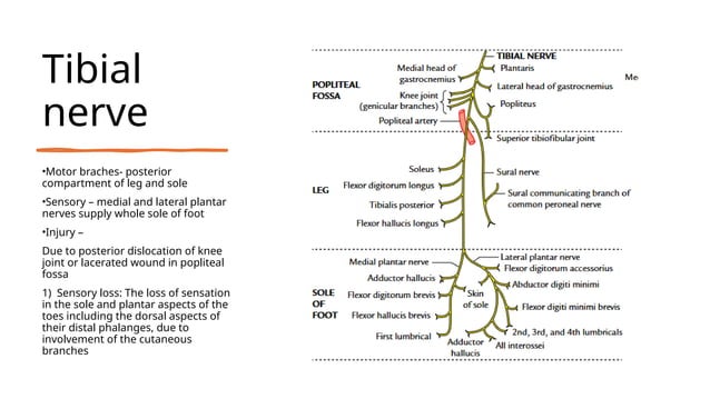 peripheral nerves of lower limb anatomy.pptx