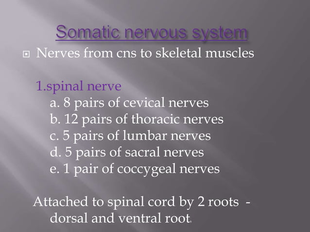 Peripheral nerves &roots lession localisation | PPTX