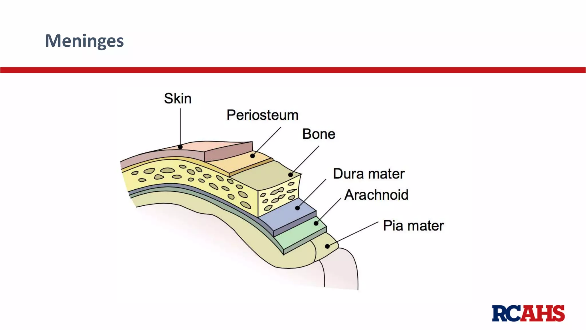 Peripheral nerve system | PPTX