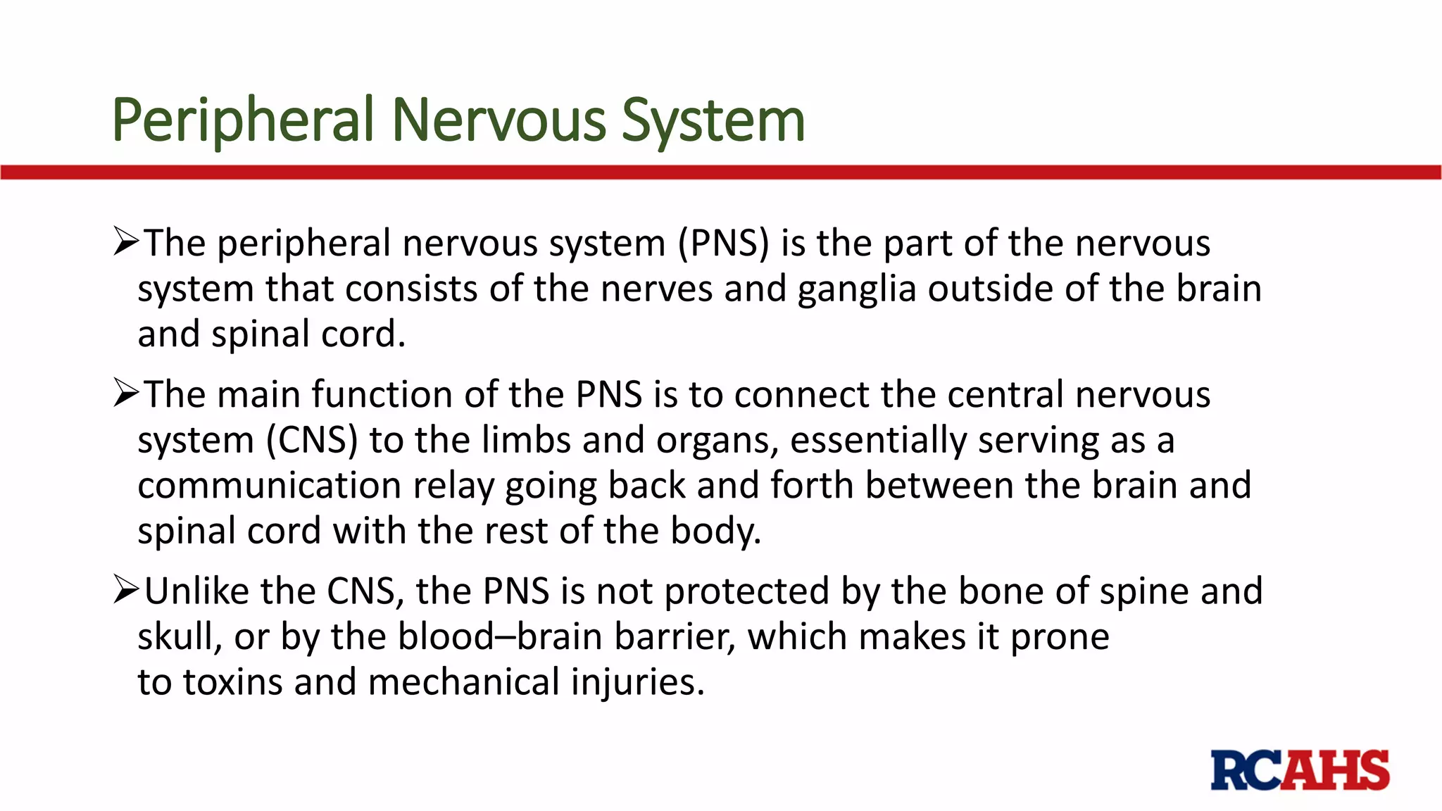 Peripheral nerve system | PPTX