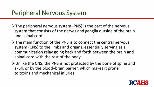 Peripheral nerve system | PPTX | Brain and Nervous System Disorders ...