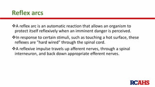 Peripheral nerve system | PPTX