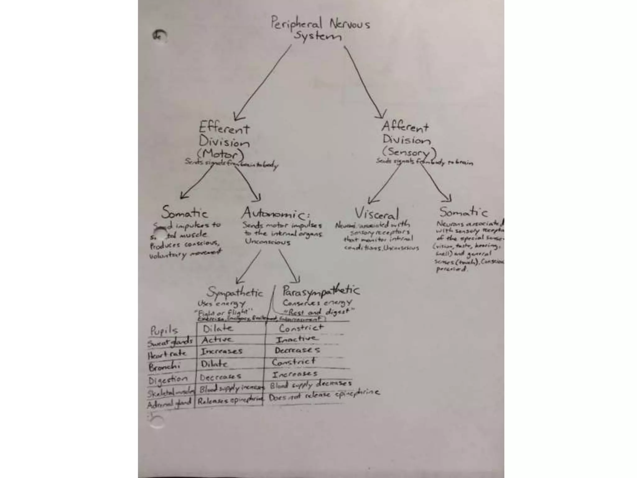 Peripheral nervous sys drawing | PPTX