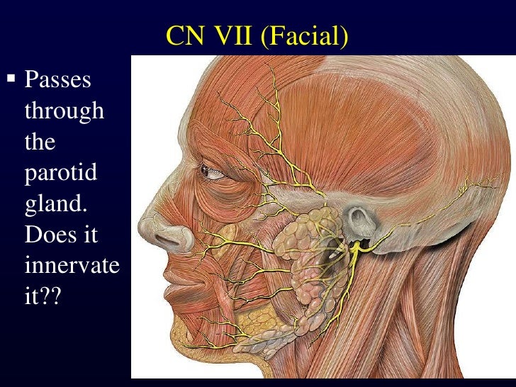 Peripheral Nervous System