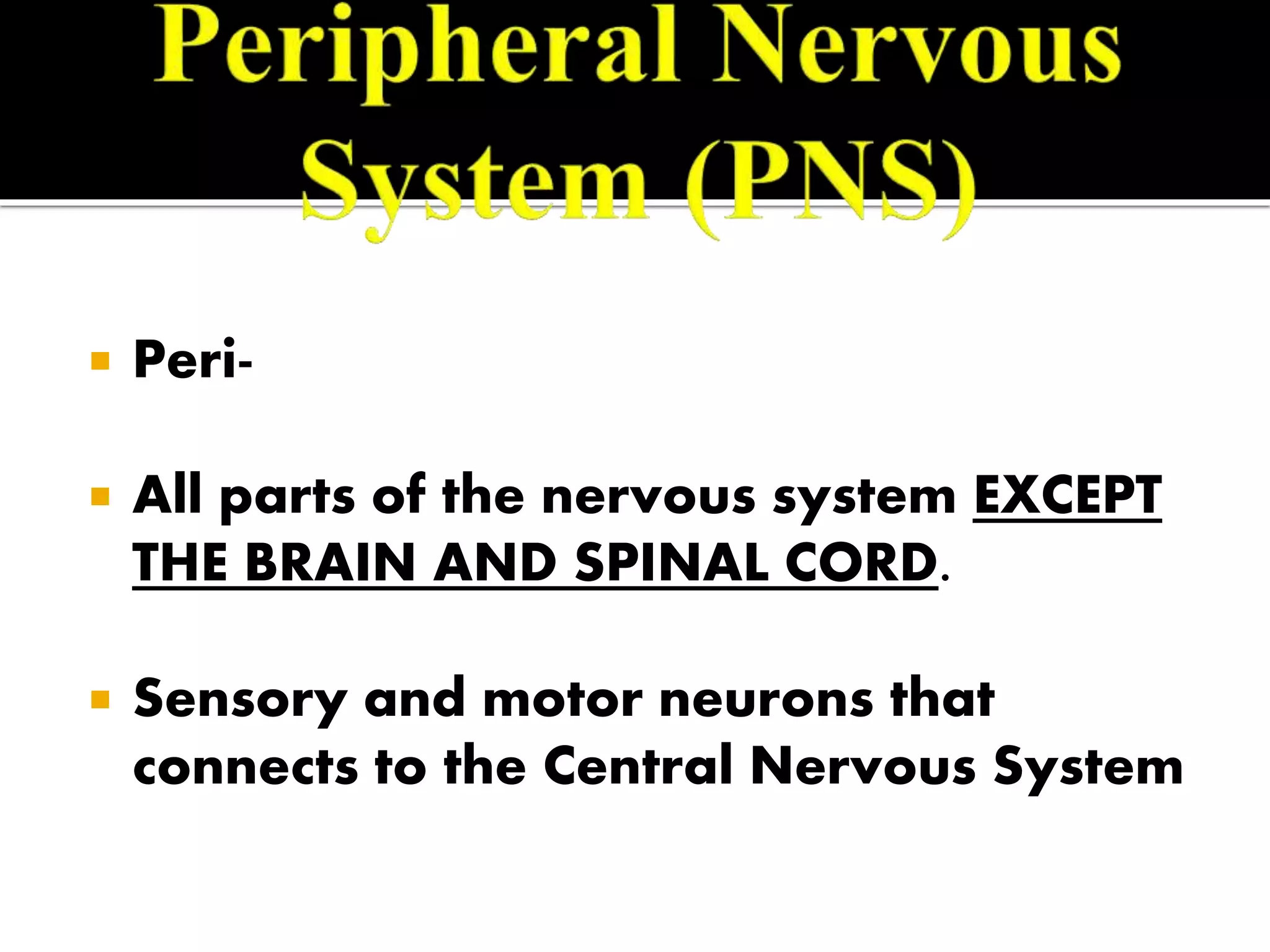 Peripheral nervous system | PPTX