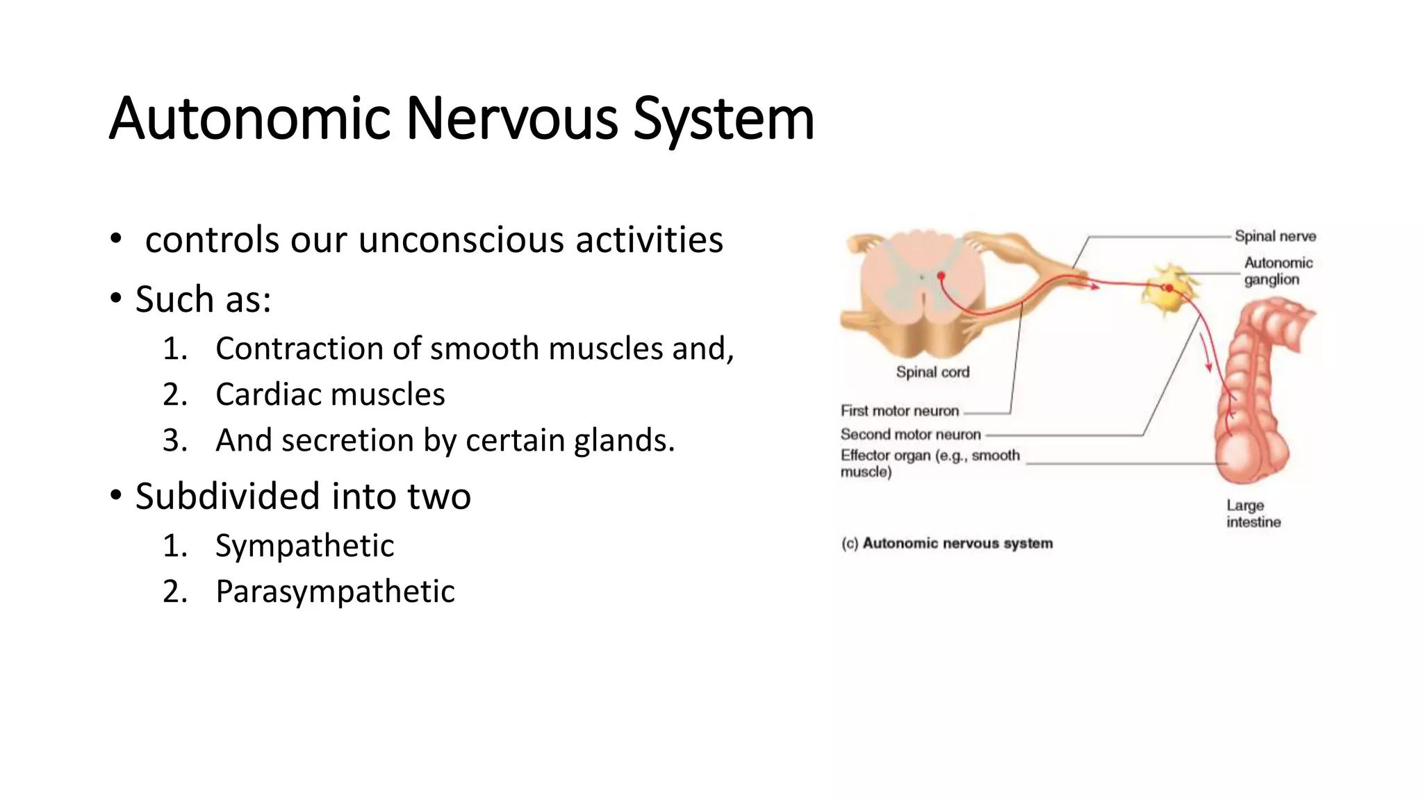 Peripheral Nervous System | PPTX