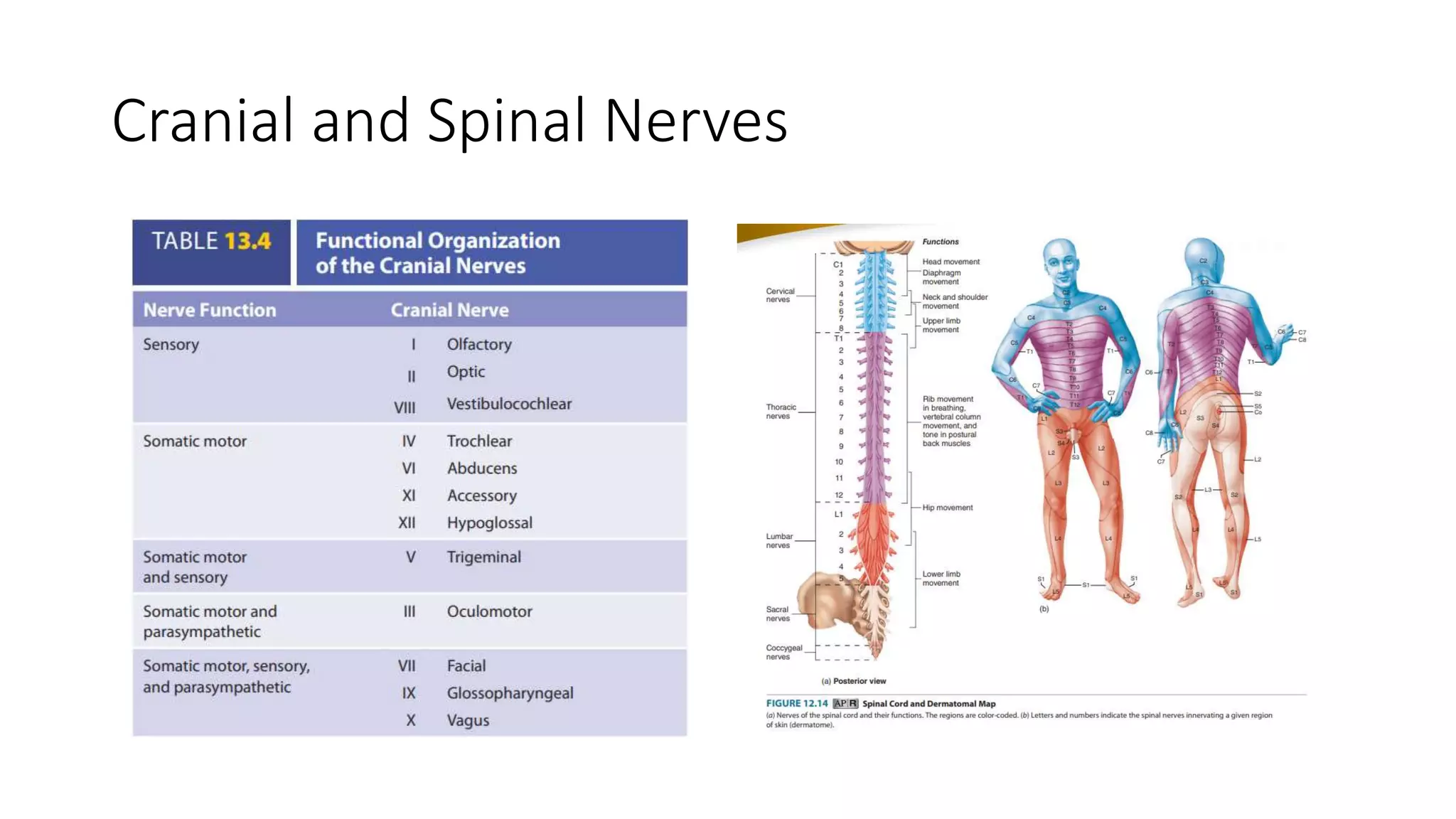 Peripheral Nervous System | PPTX