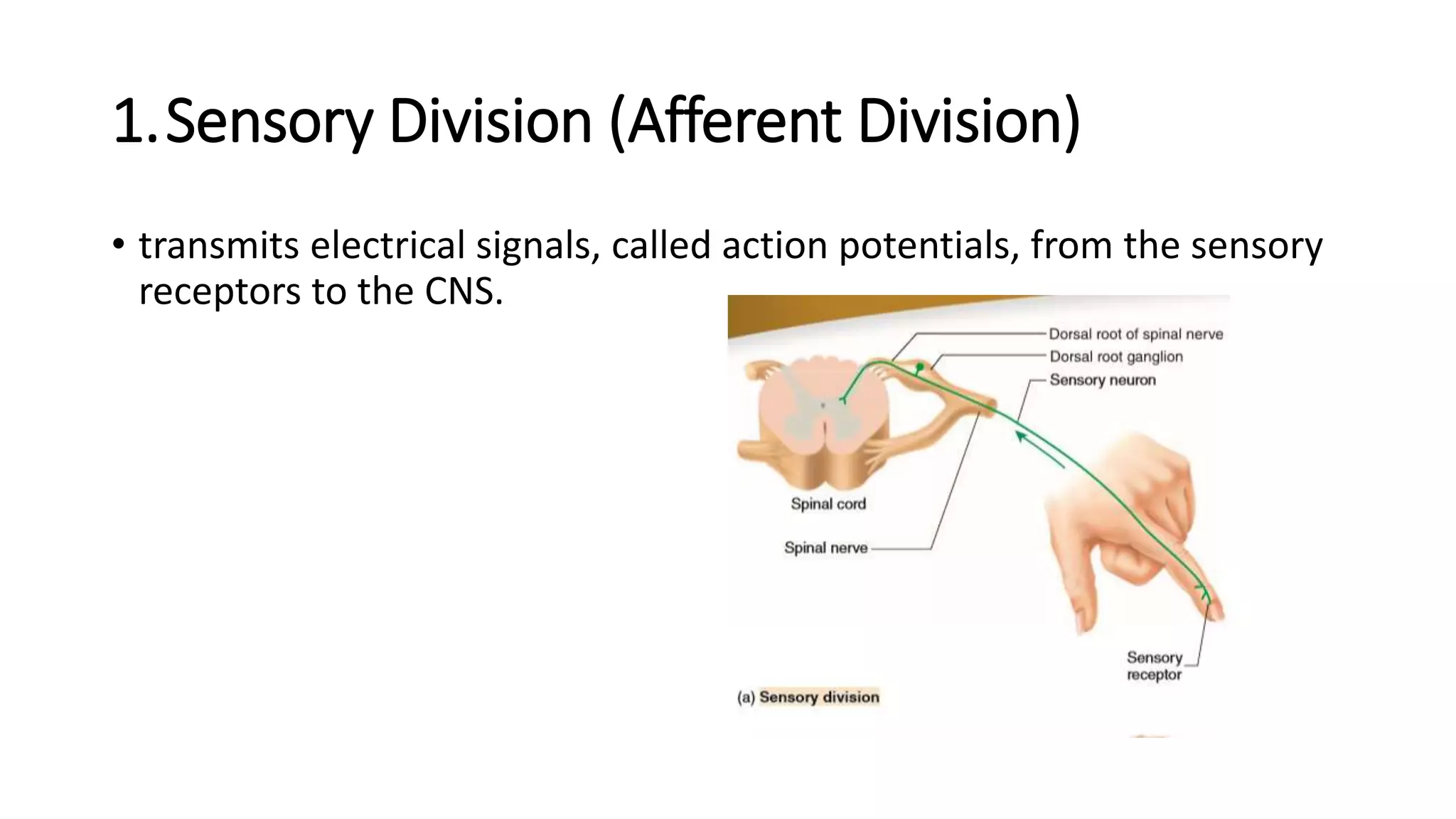 Peripheral Nervous System | PPTX