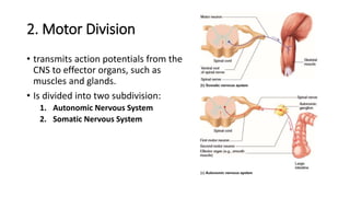 Peripheral Nervous System | PPTX