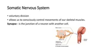 Peripheral Nervous System | PPTX