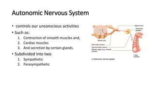 Peripheral Nervous System | PPTX