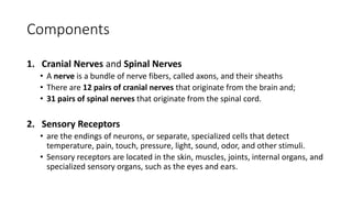Peripheral Nervous System | PPTX