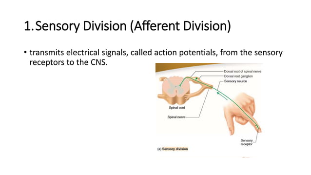 Peripheral Nervous System | PPTX | Brain and Nervous System Disorders ...
