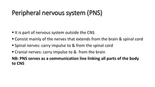 PERIPHERAL NERVOUS SYSTEM.pptx