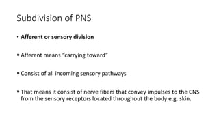PERIPHERAL NERVOUS SYSTEM.pptx