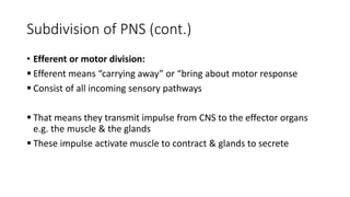 PERIPHERAL NERVOUS SYSTEM.pptx