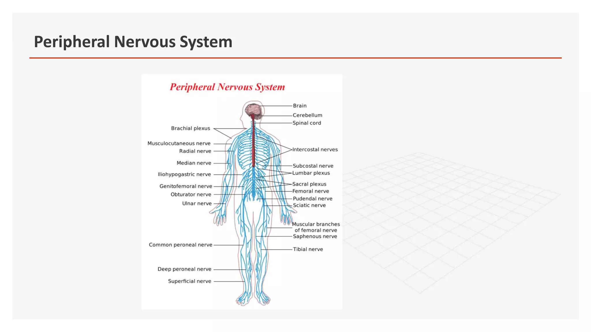 Peripheral Nervous System.pptx