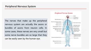 Peripheral Nervous System.pptx