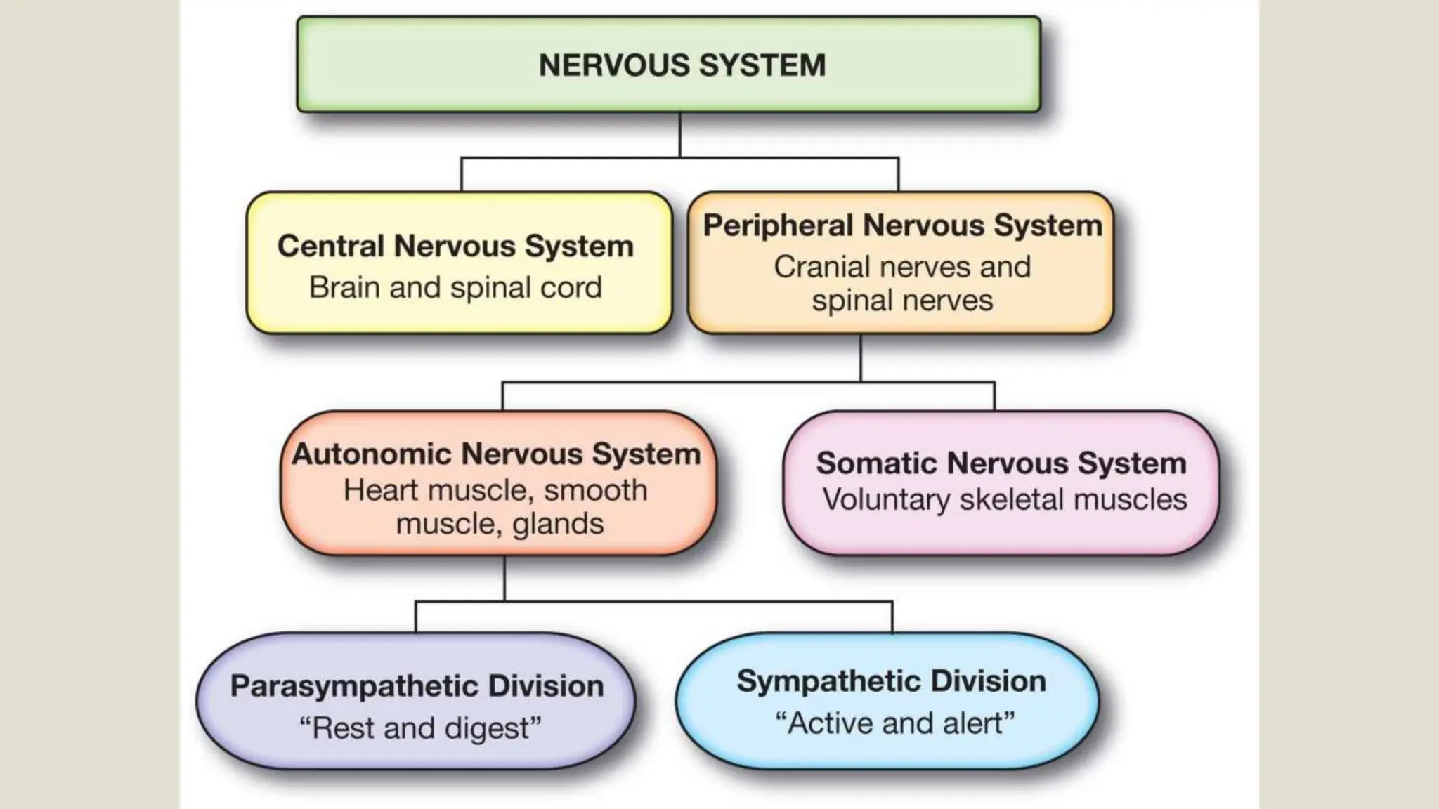 PERIPHERAL NERVOUS SYSTEM.pptx