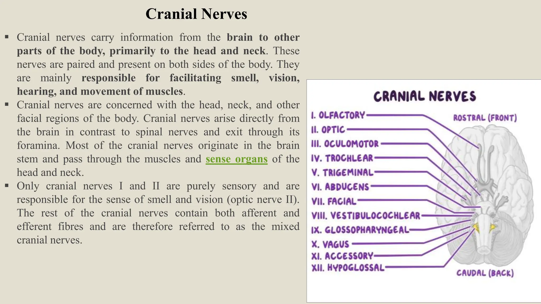 PERIPHERAL NERVOUS SYSTEM.pptx