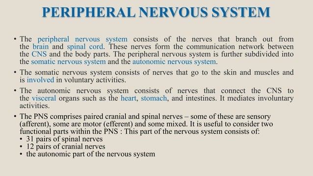 PERIPHERAL NERVOUS SYSTEM.pptx