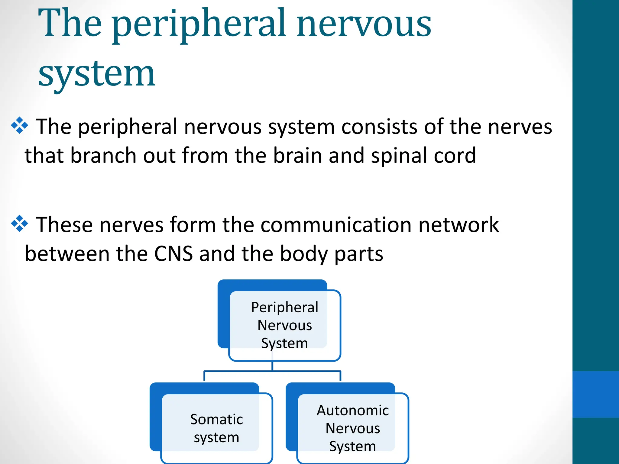 Peripheral nervous system.pptx........... | PPTX