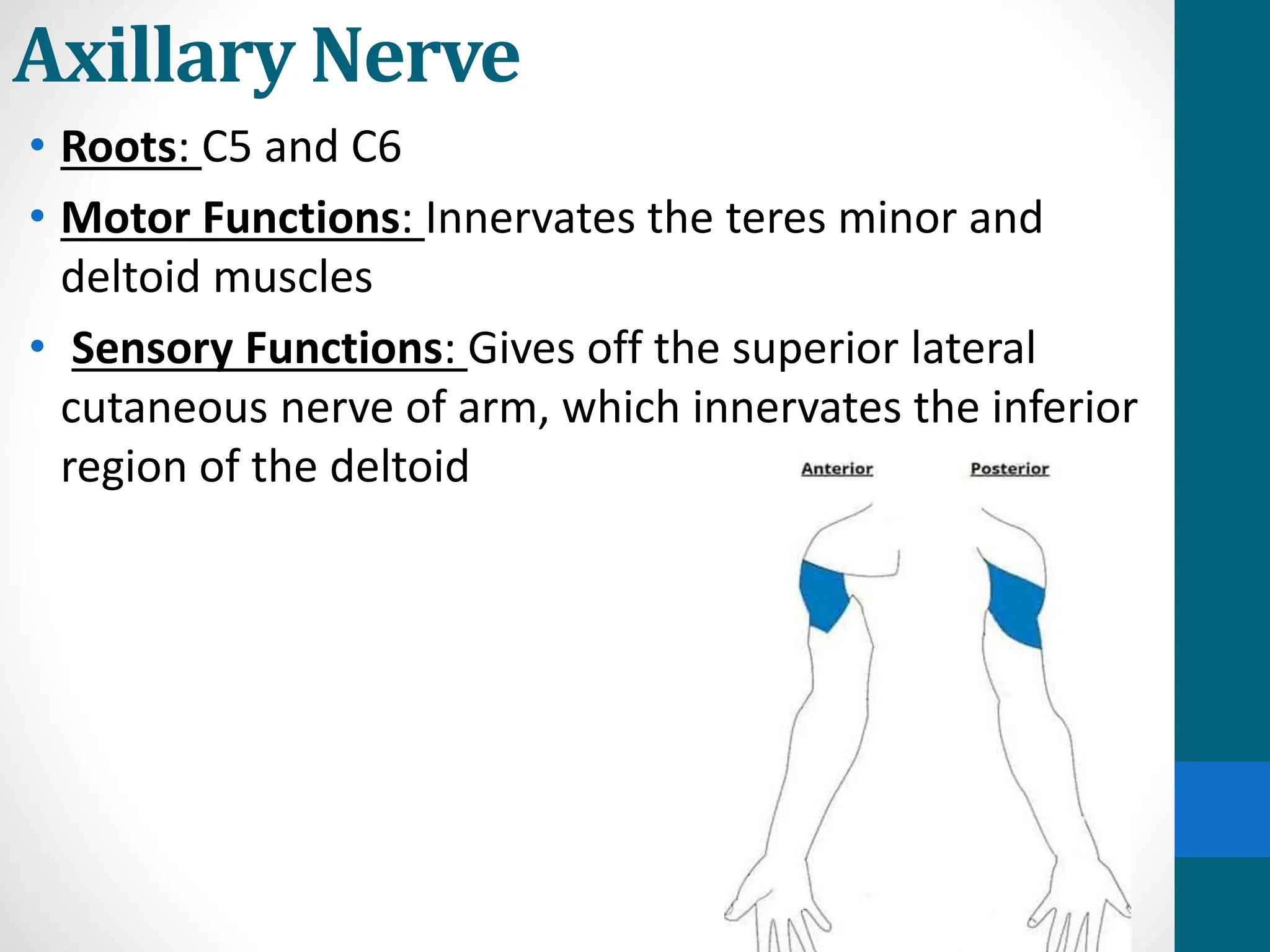 Peripheral nervous system.pptx........... | PPTX