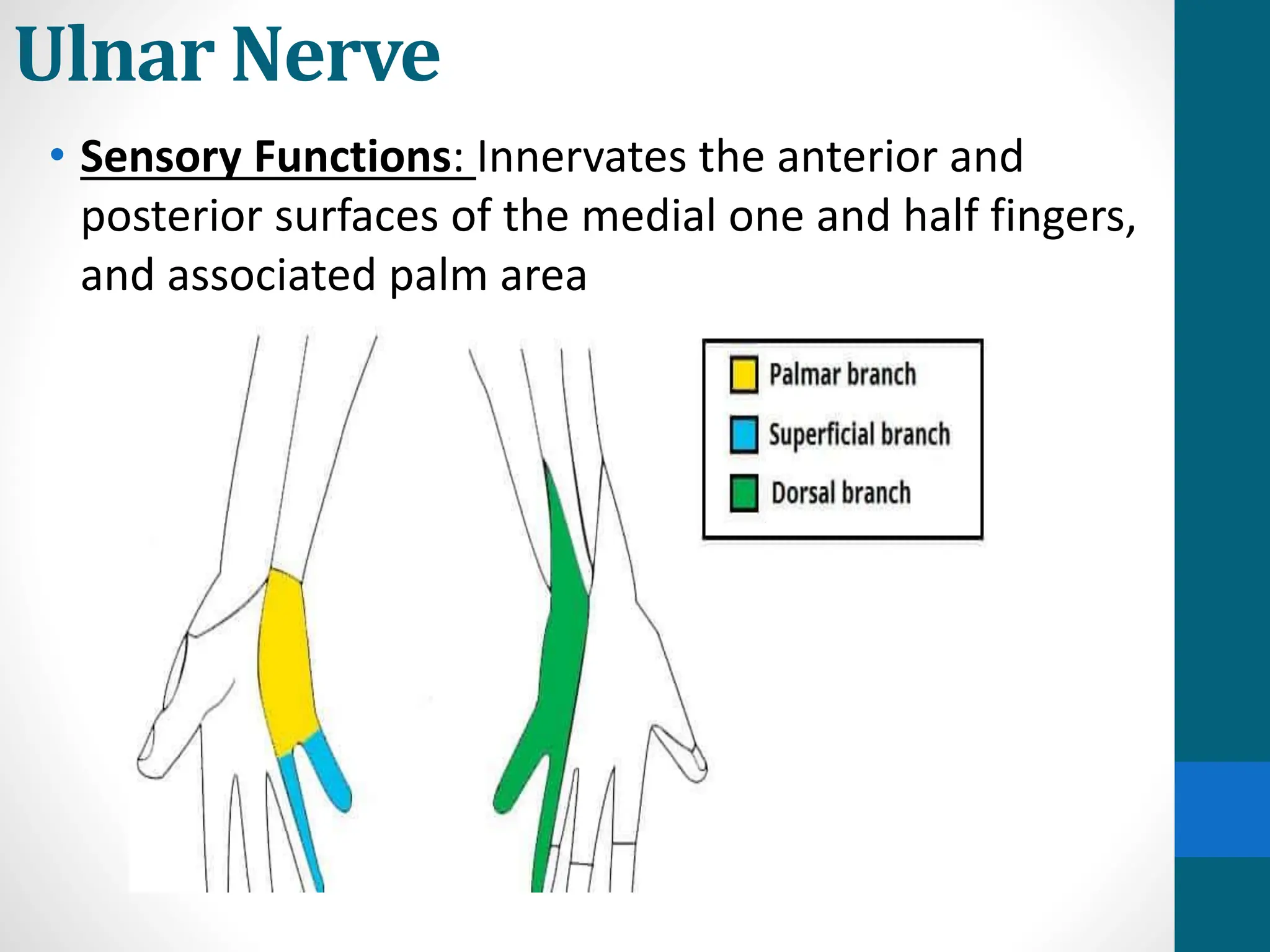 Peripheral nervous system.pptx........... | PPTX