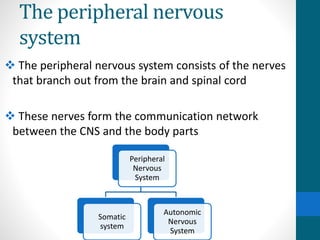 Peripheral nervous system.pptx........... | PPTX