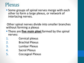 Peripheral nervous system.pptx........... | PPTX
