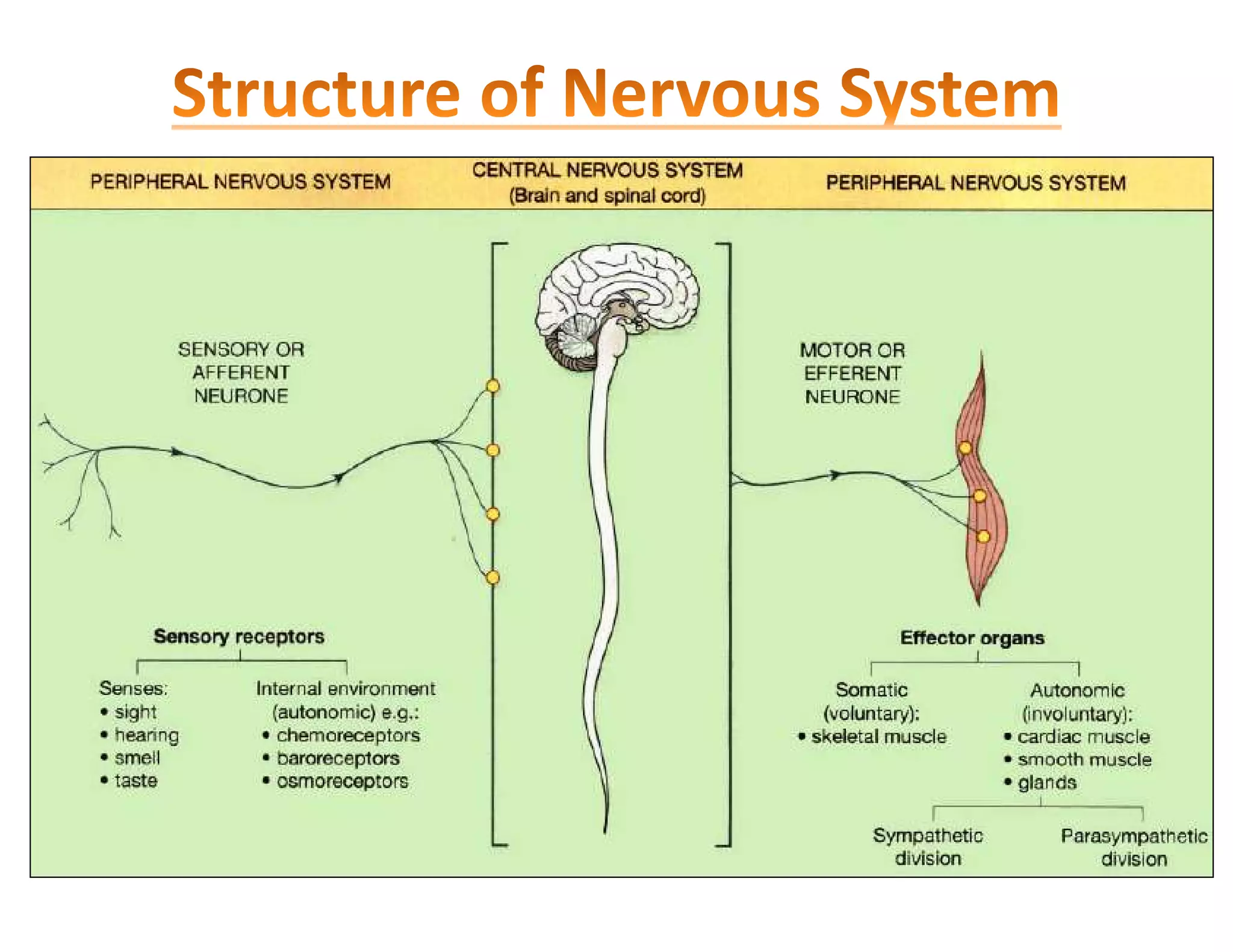 Peripheral Nervous System-PDf DSM.pdf