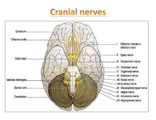 Peripheral Nervous System-PDf DSM.pdf | Ear, Nose and Throat Conditions ...