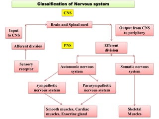 Peripheral Nervous System_By_Raju Yadav.pdf