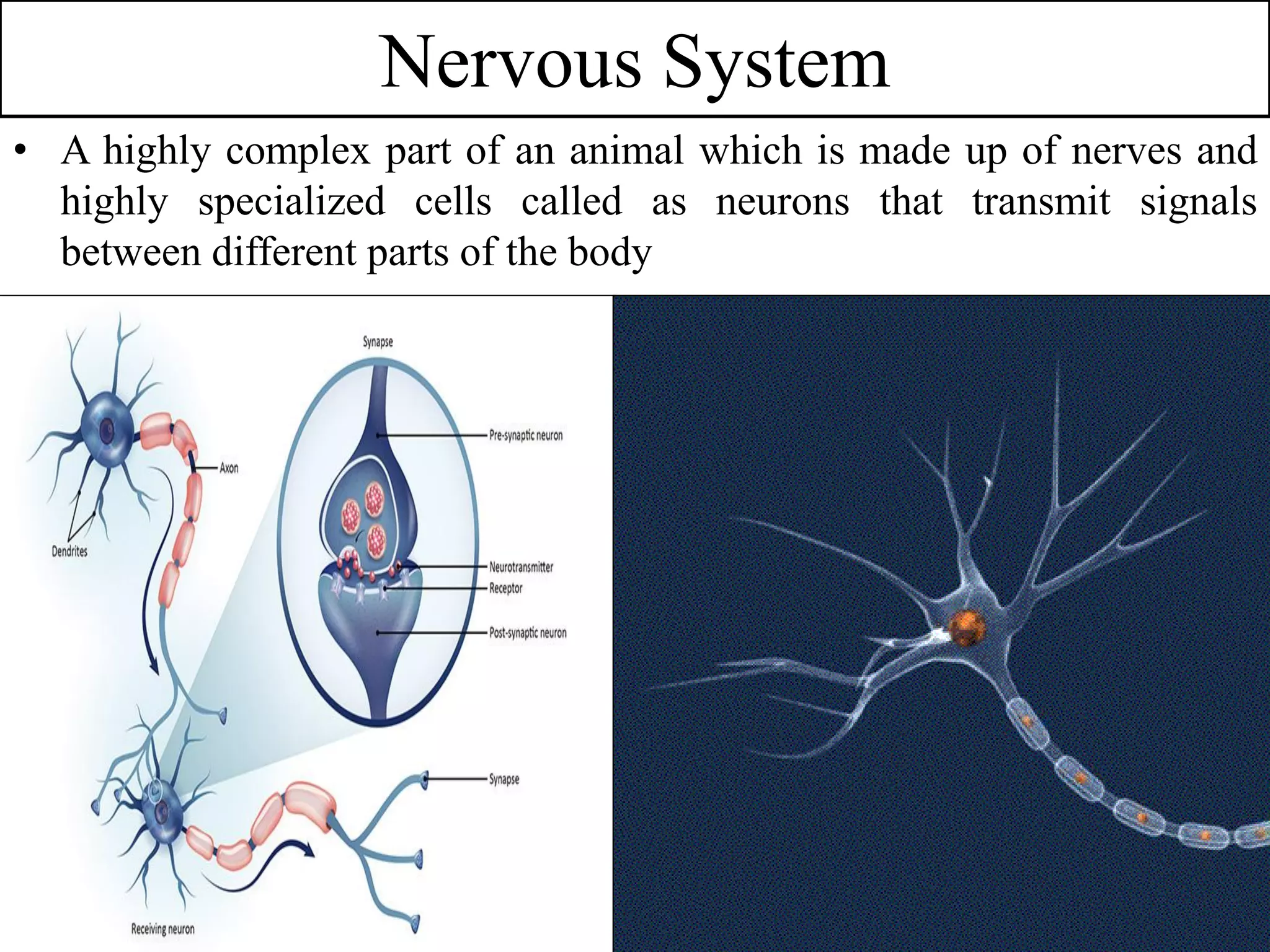 Peripheral nervous system | PPT