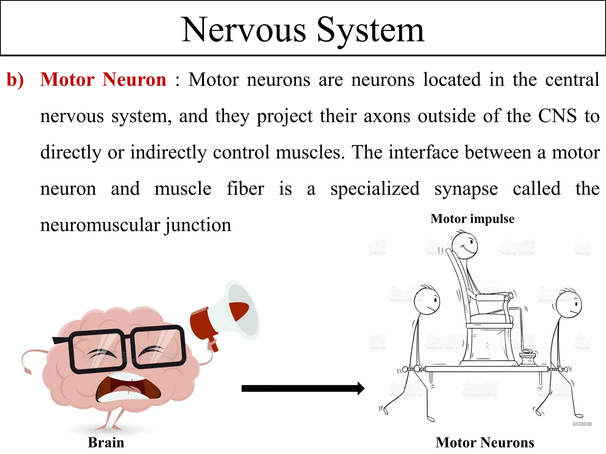 Peripheral nervous system | PPT