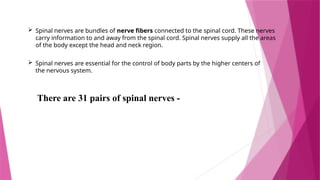 Peripheral Nervous System (nervous system)....pptx