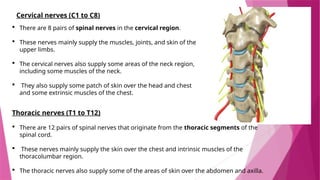 Peripheral Nervous System Nervous Systempptx