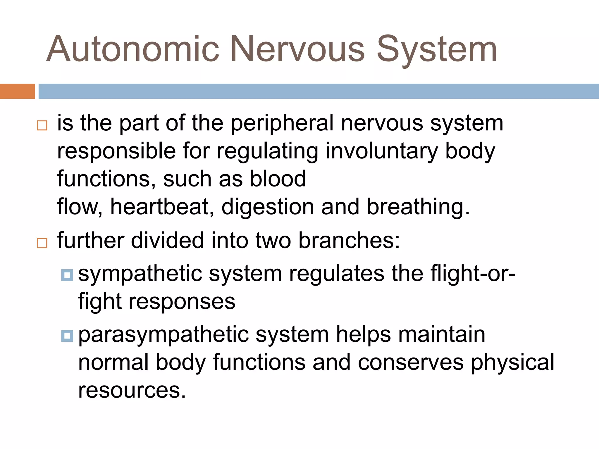 Peripheral Nervous System (PNS) | PPTX