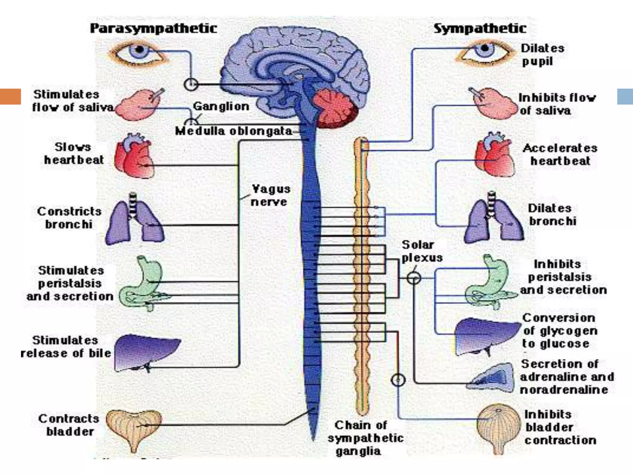 Peripheral Nervous System (PNS) | PPTX