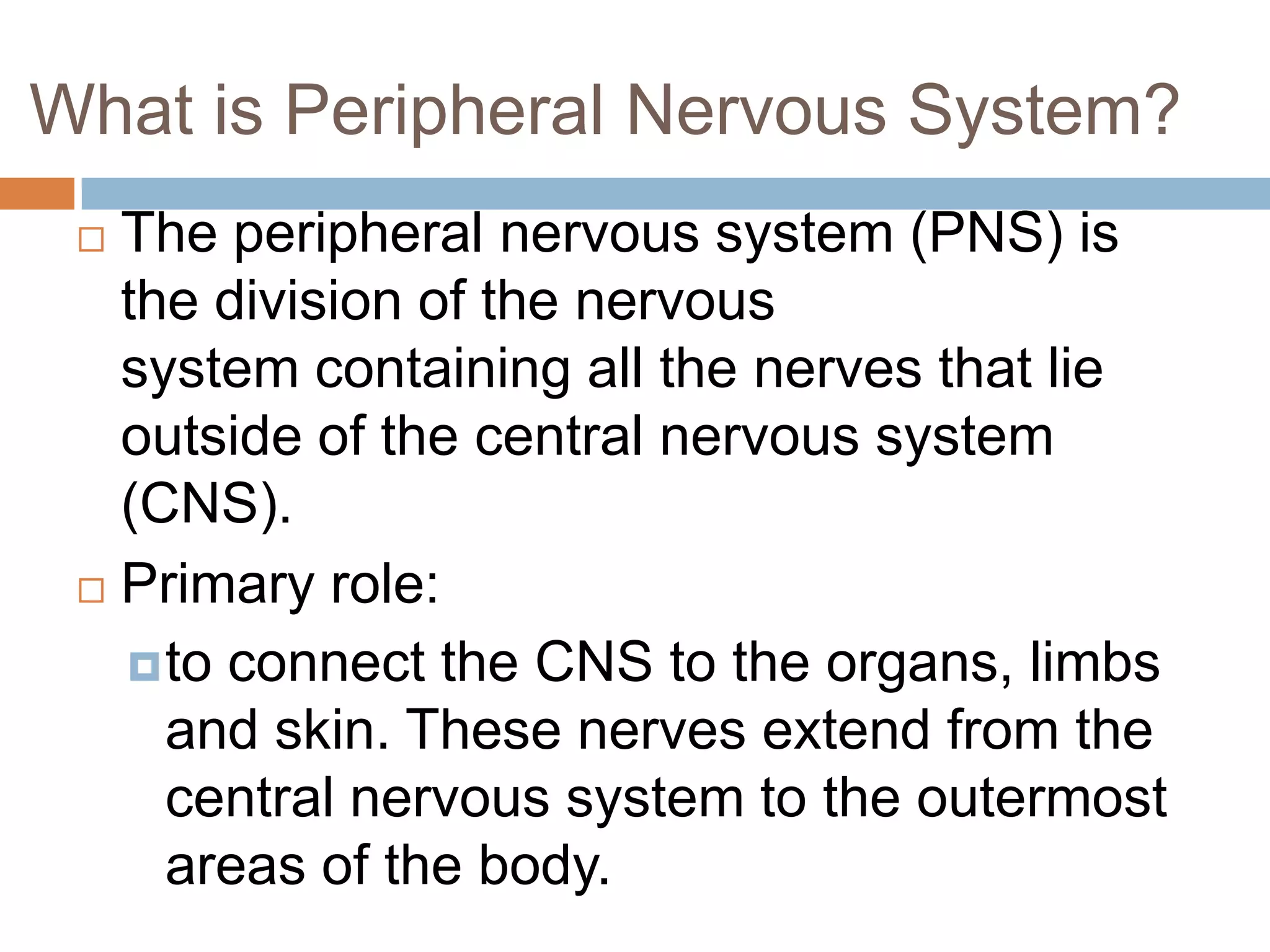 Peripheral Nervous System (PNS) | PPTX