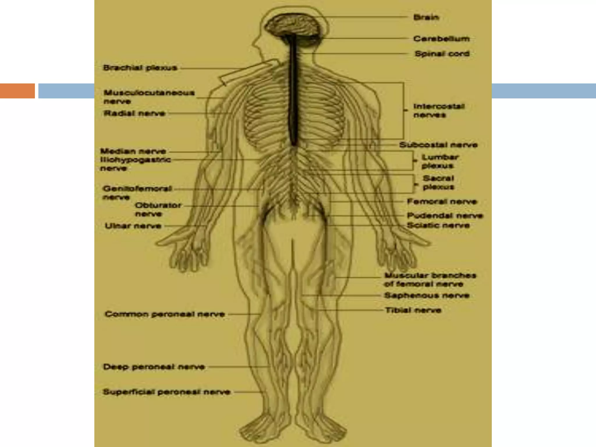 Peripheral Nervous System (PNS) | PPTX