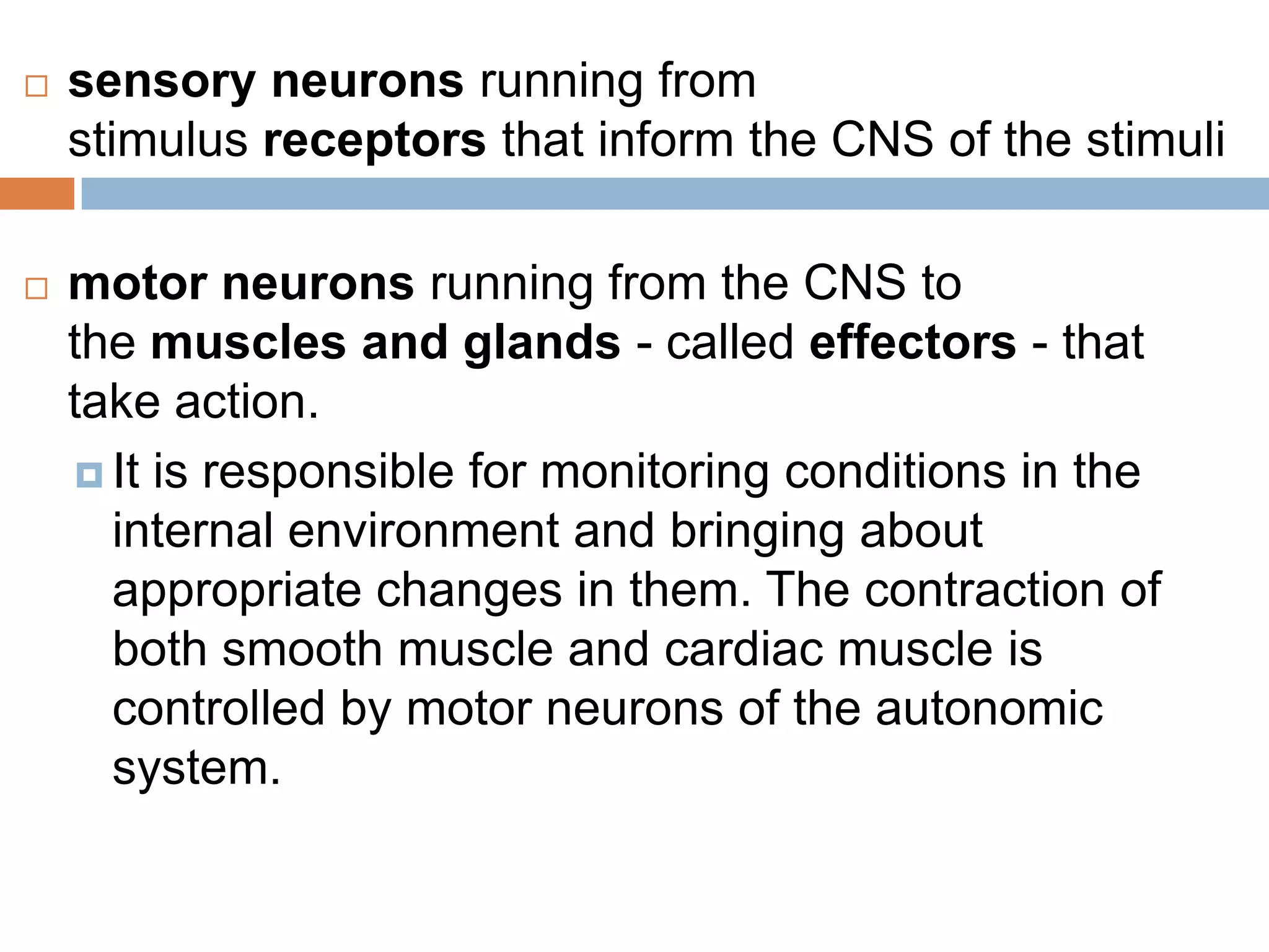Peripheral Nervous System (PNS) | PPTX