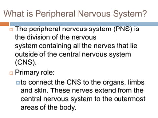 Peripheral Nervous System (PNS) | PPTX