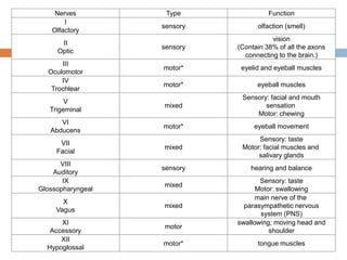 Peripheral Nervous System (PNS) | PPTX