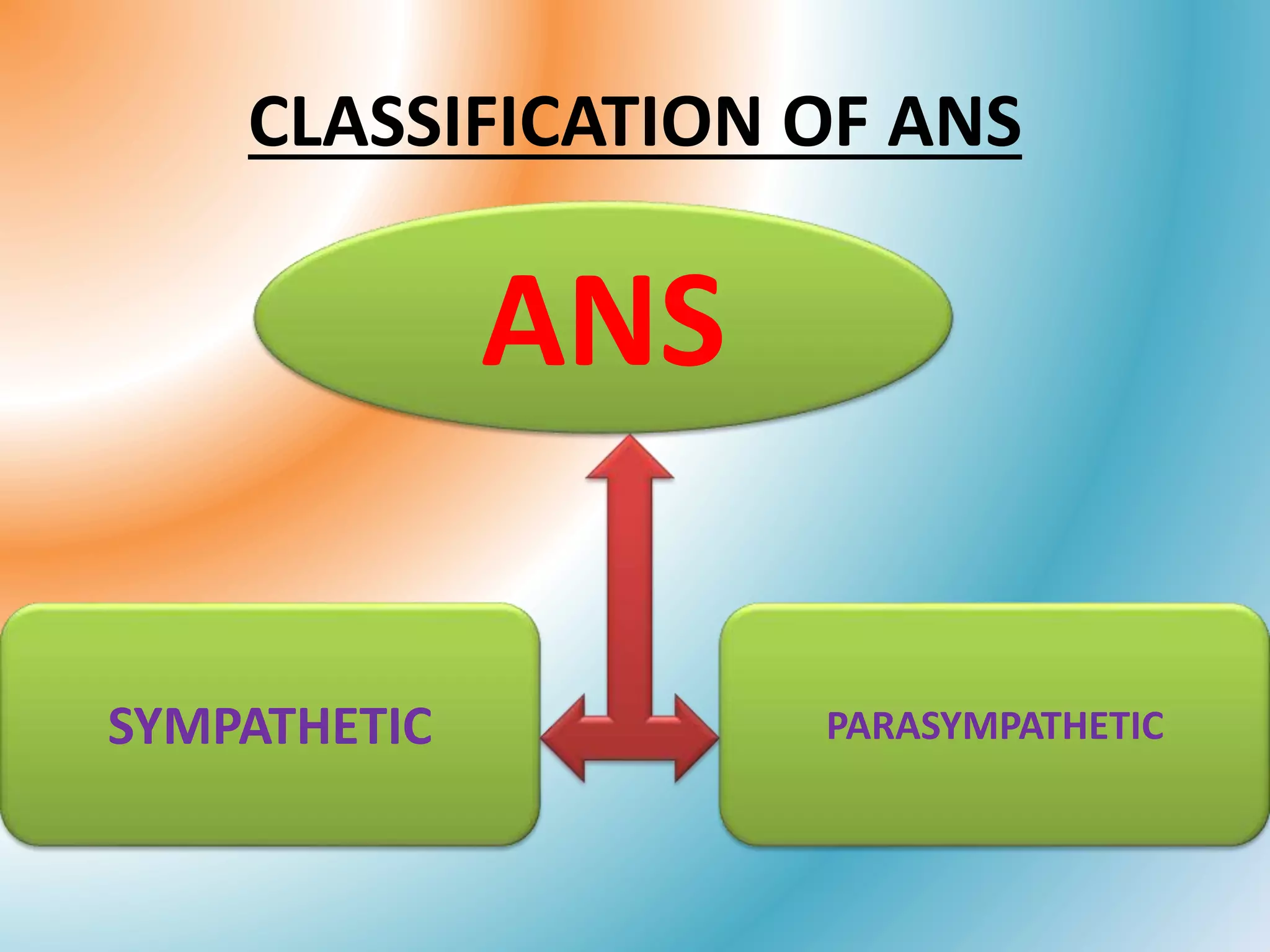 Peripheral nervous system (pns) | PPT